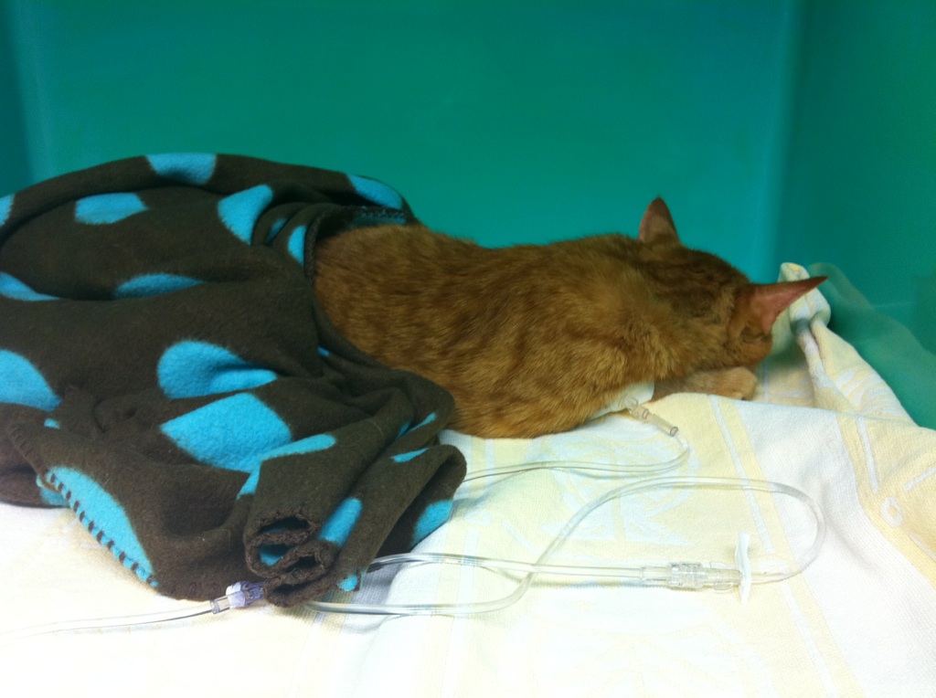 Diabetic Cats in Need: Big Boy in CT is in DKA