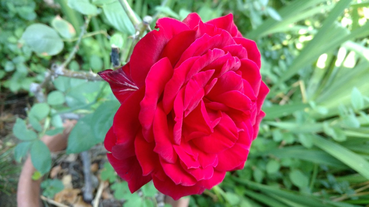 Sacramento Digs Gardening: Red roses have their day