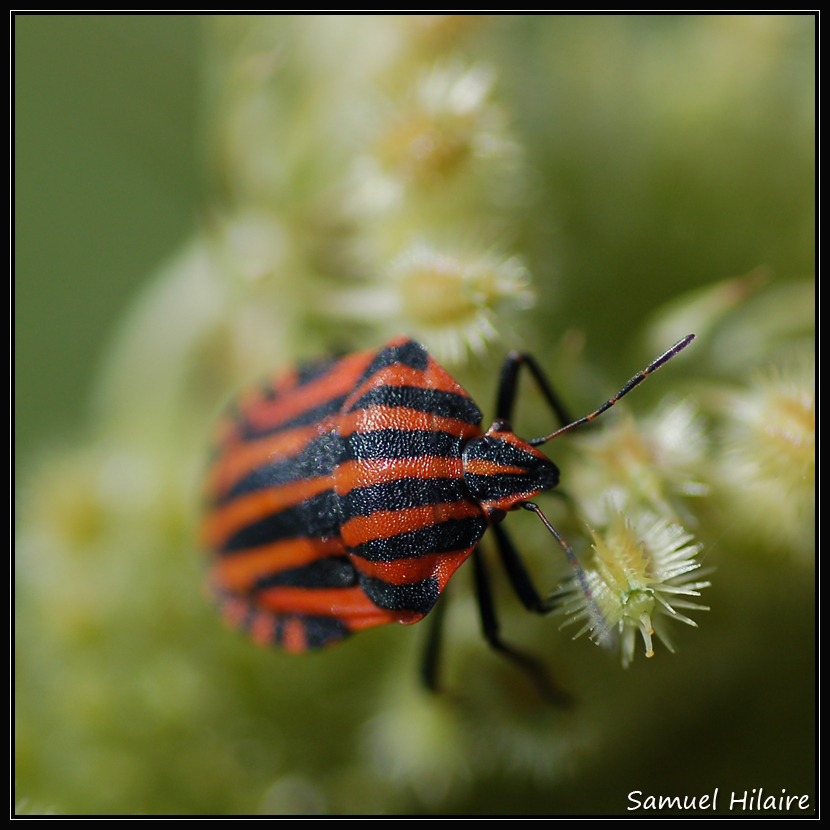 Punaise!!! | UnMondeAVosPieds