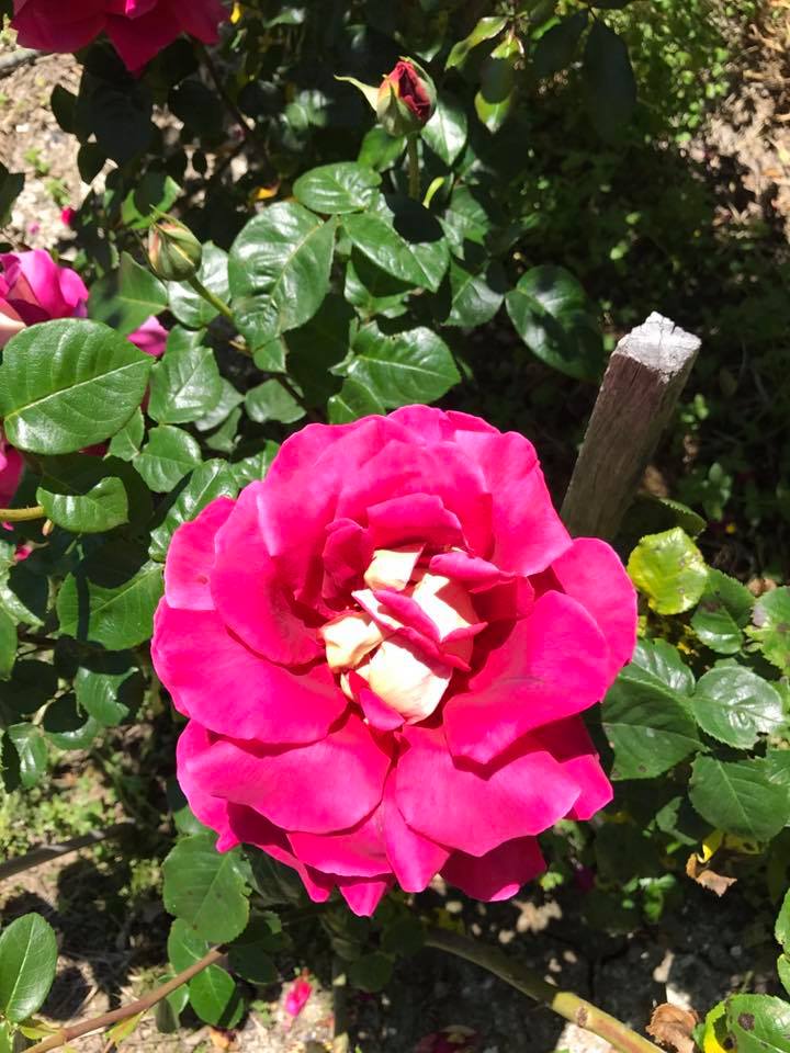 umiyumi2 : our life in perth, WA: Mostly Roses Nursery - Donnybrook, WA