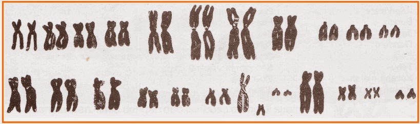 BIOLOGI GONZAGA: LATIHAN BAB 3 KELAS XII