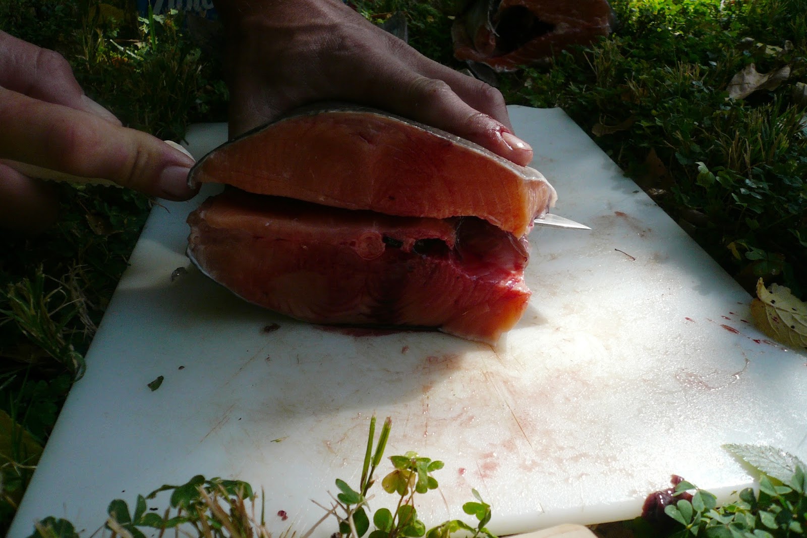 Countryman: Foraging California's Wild Side: How to Cut a Large Fish ...