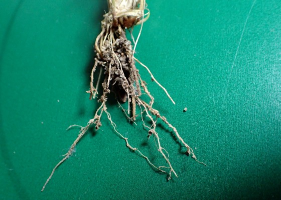 Nature Abhors a Garden: Red Three Awn Grass