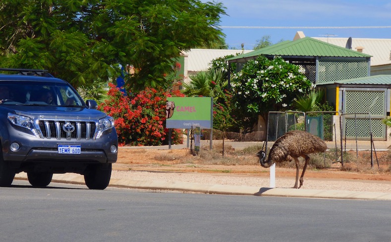Oz: Why Did the Emu Cross the Road? | Galley Wench Tales