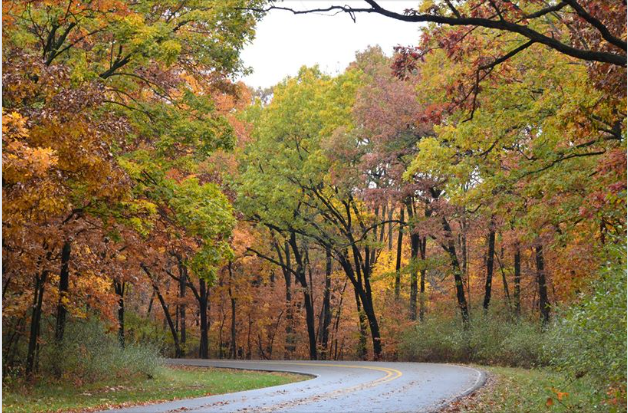 Friends of Shimek State Forest : 2019