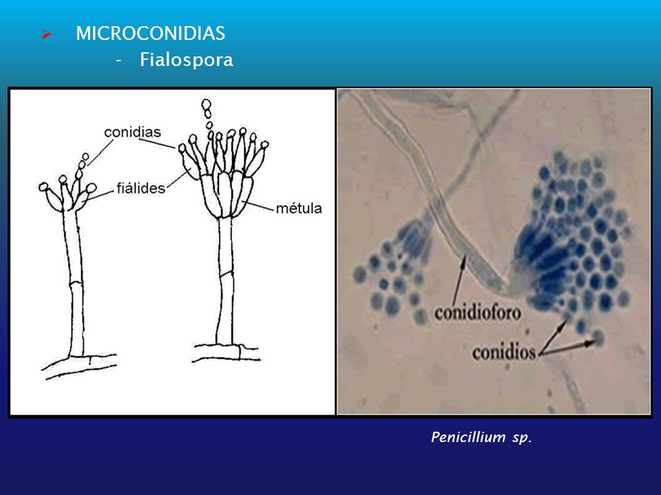 microscopia vegetal: octubre 2016