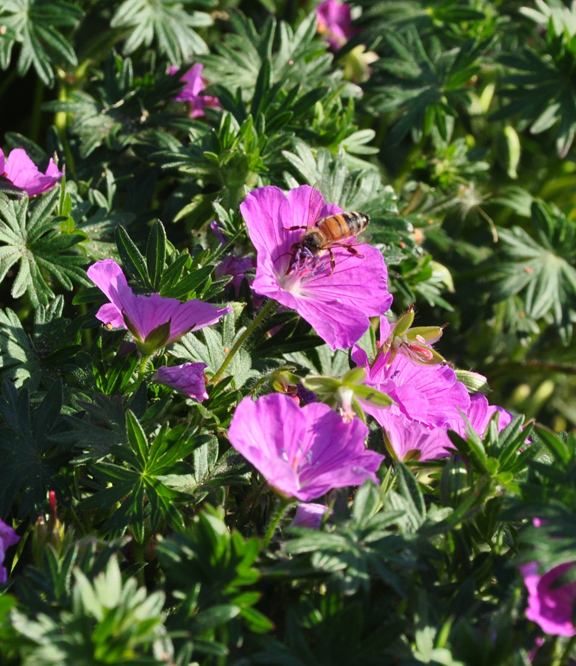 Three Dogs in a Garden: G is for Geranium