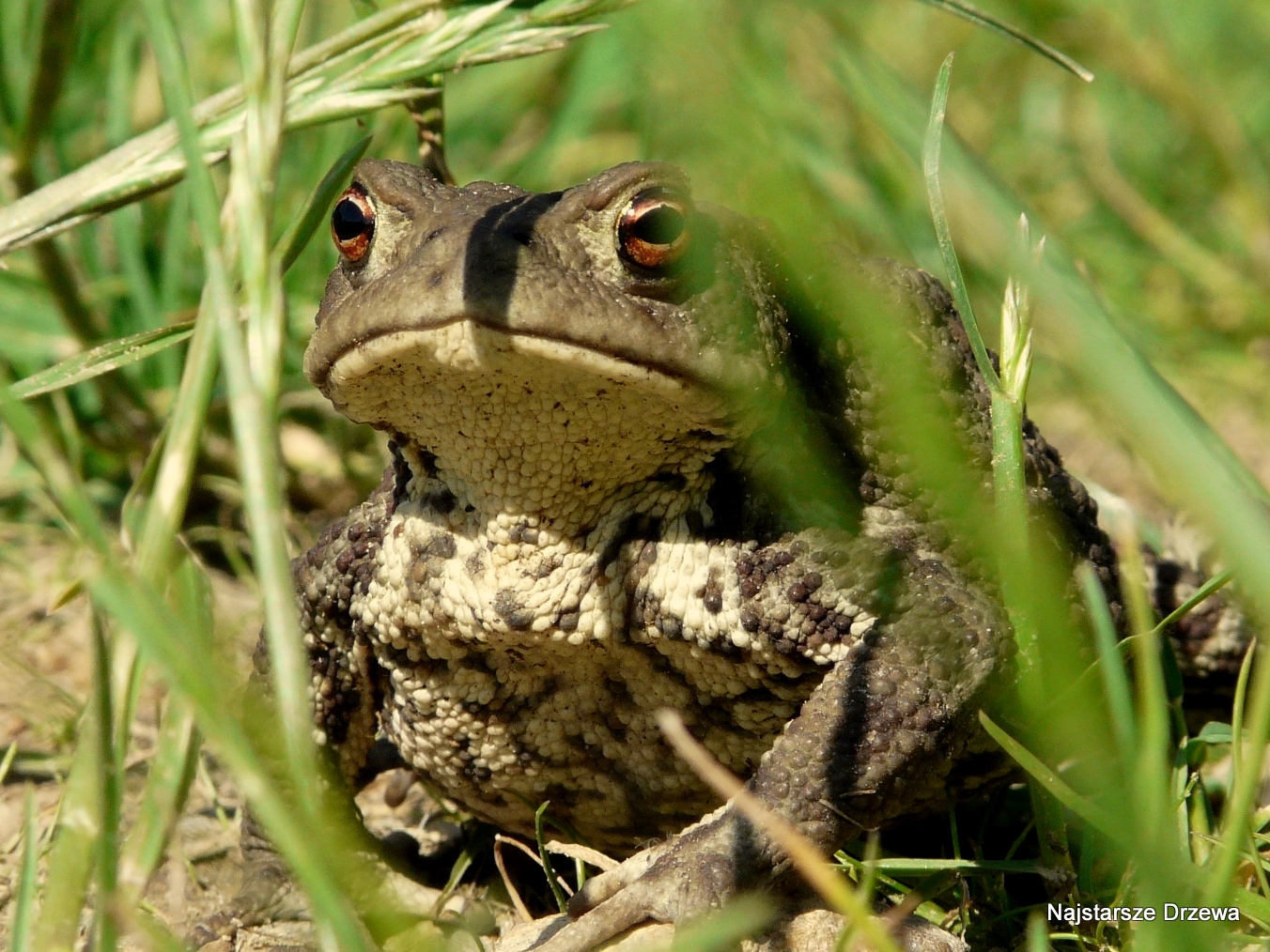 Oldest Trees Najstarsze Drzewa: Ropucha szara (Bufo bufo) / Common Toad ...