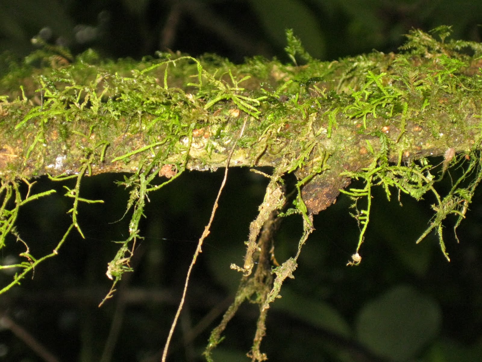 Alex's Costa Rican Adventure