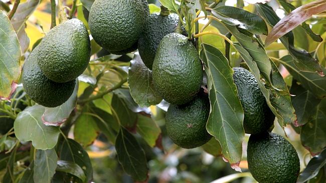 kilimo cha maparachichi