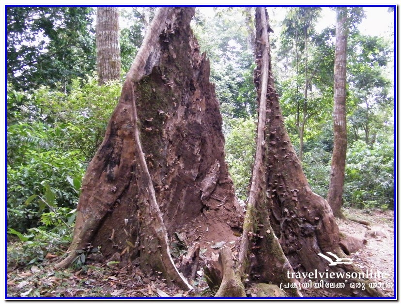 പ്രകൃതിയിലേക്ക് ഒരു യാത്ര (a travel towards NATURE): PULLUMEDU a unique ...