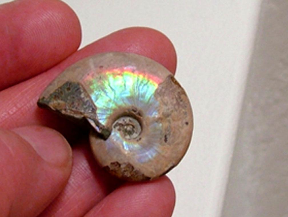 L'angolo della Geologia: Il Nautilus