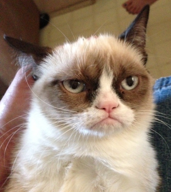 White Wolf : Internet finds world's grumpiest cat, named Tardar Sauce ...