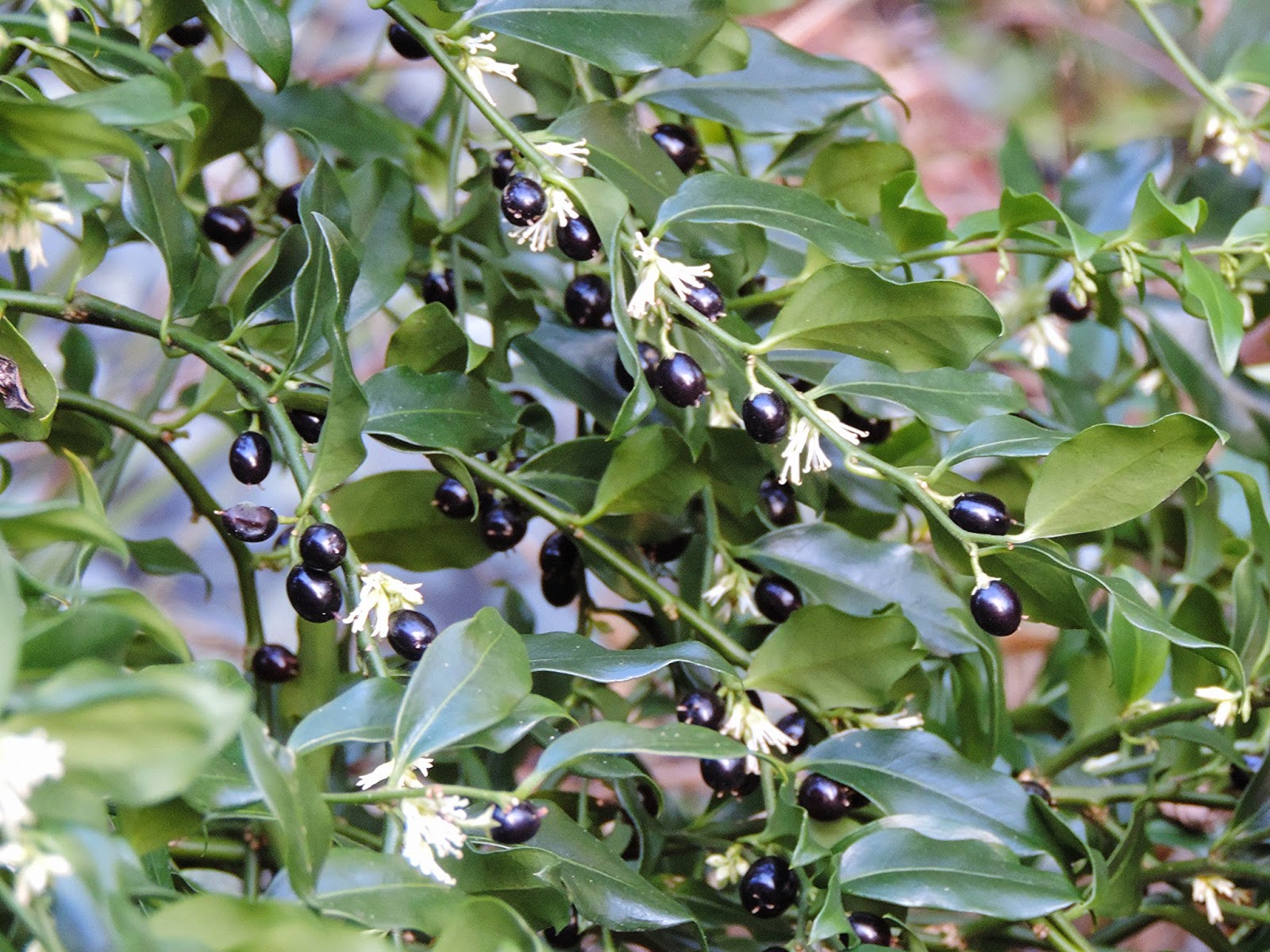 The Interstitial Gardener: January 2015