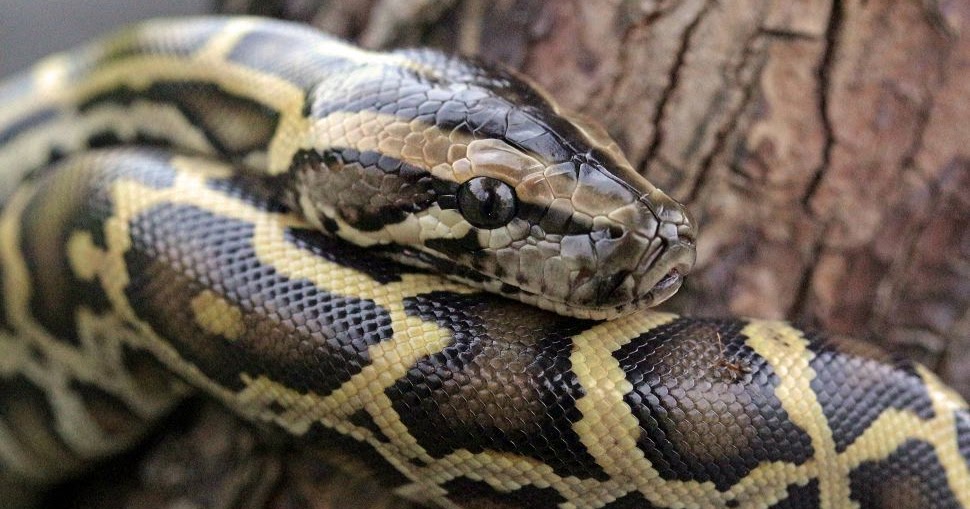 Snakemen - Painted Addiction