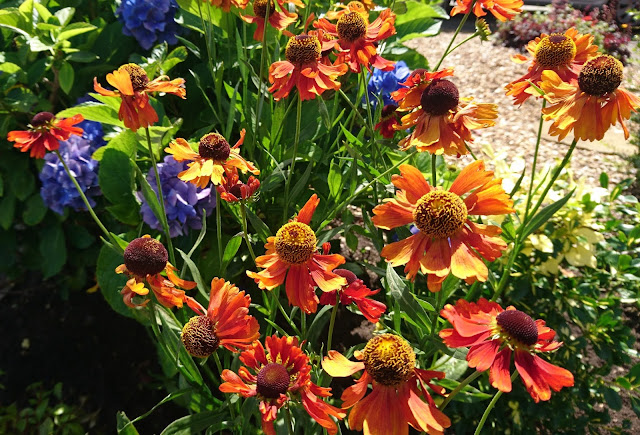 How to grow heleniums
