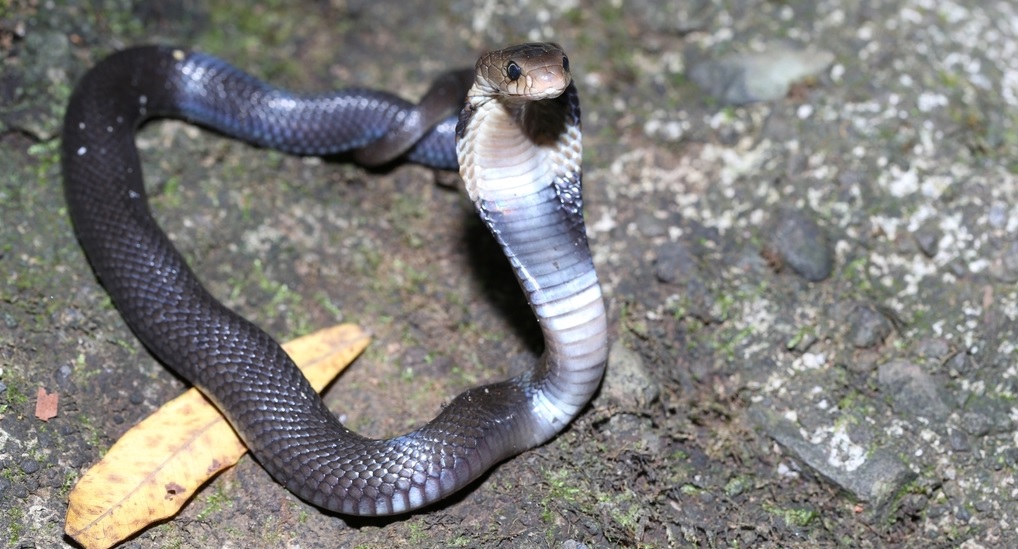 Ular-ular Ini Akan Ada di Sekitar Perumahan | Storyteller Zone