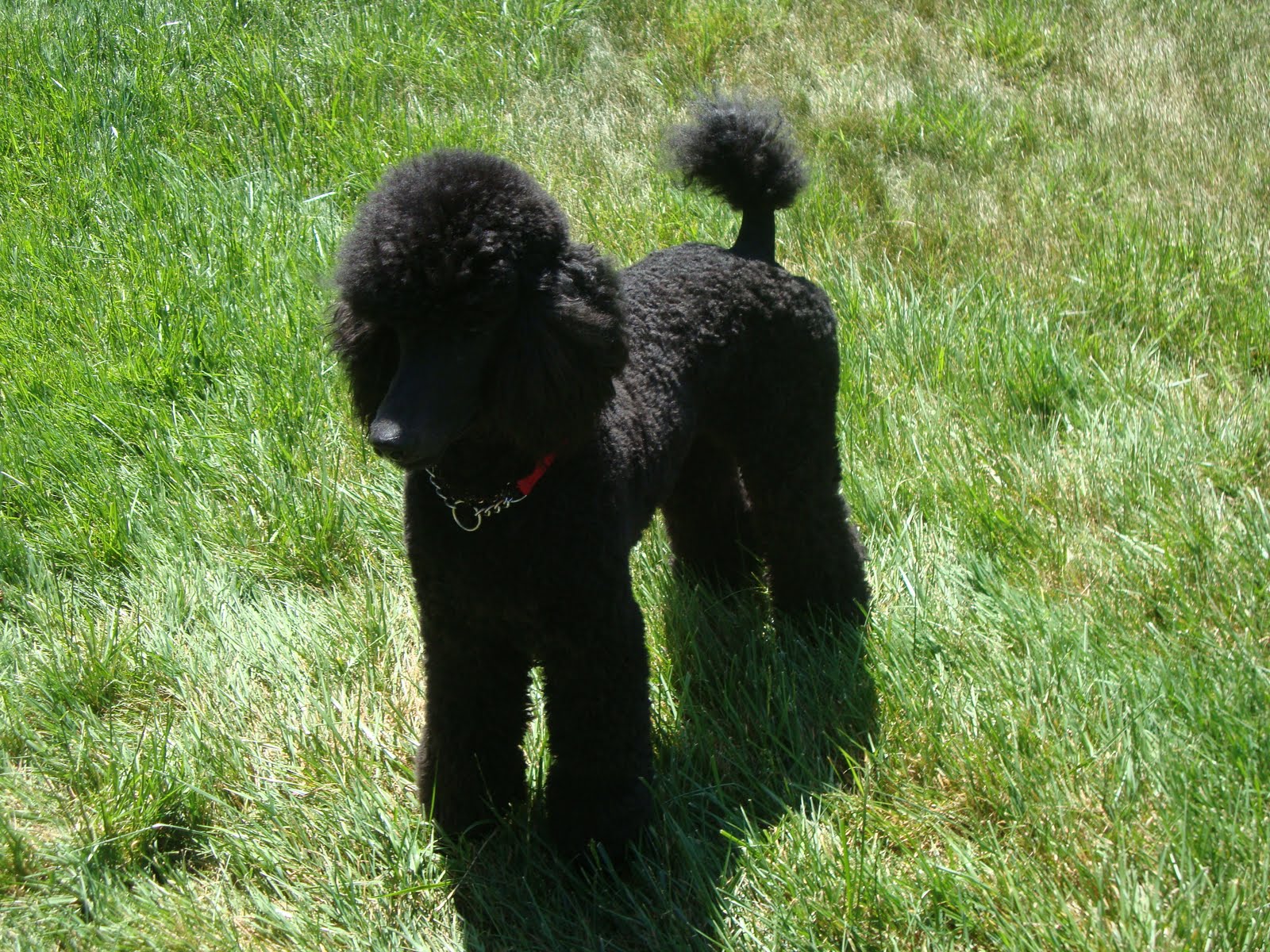 obsessed: Pink Poodles for Pink Wednesday!