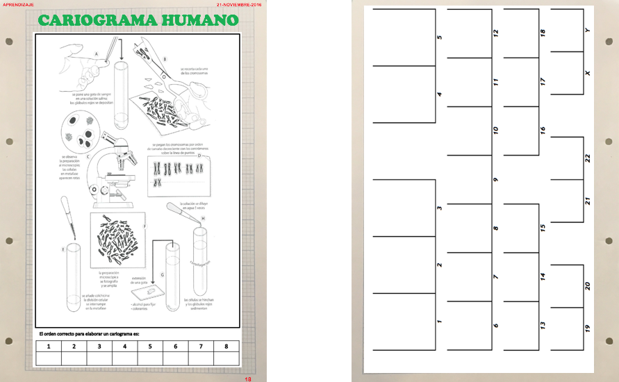 APRENDIENDO SOBRE BIOLOGÍA Y GEOLOGÍA: ELABORACIÓN DE UN CARIOGRAMA HUMANO