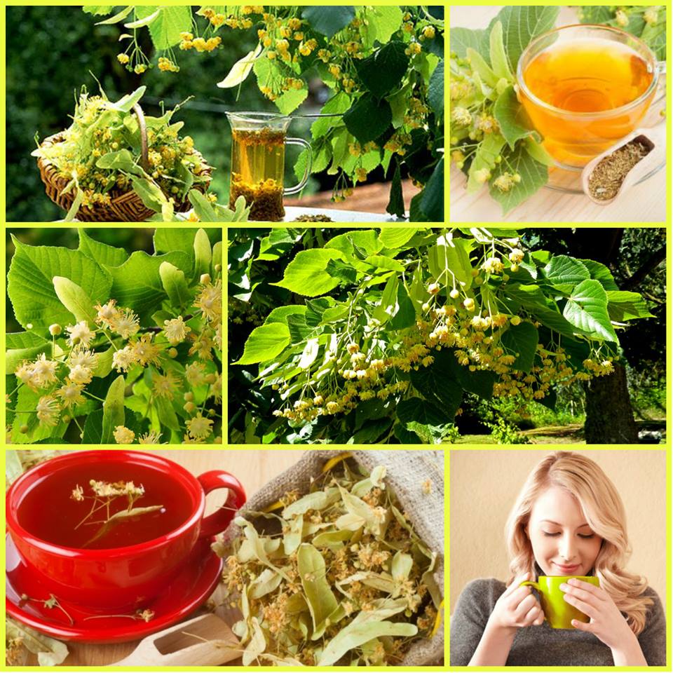 Descopera Online: Teiul