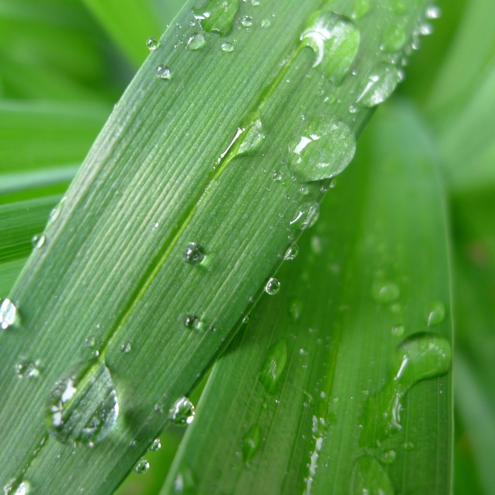 calvin's story: leaves of grass