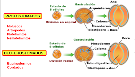 DESARROLLO DE LOS SERES VIVOS