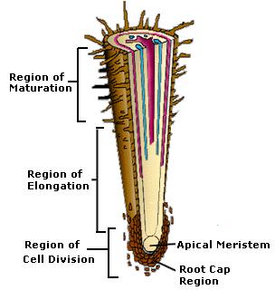 Zones Or Parts of a Root | Study Of Plant