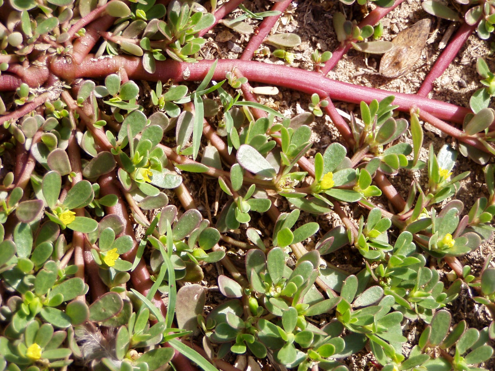 Common Weeds of Cotton in Pakistan