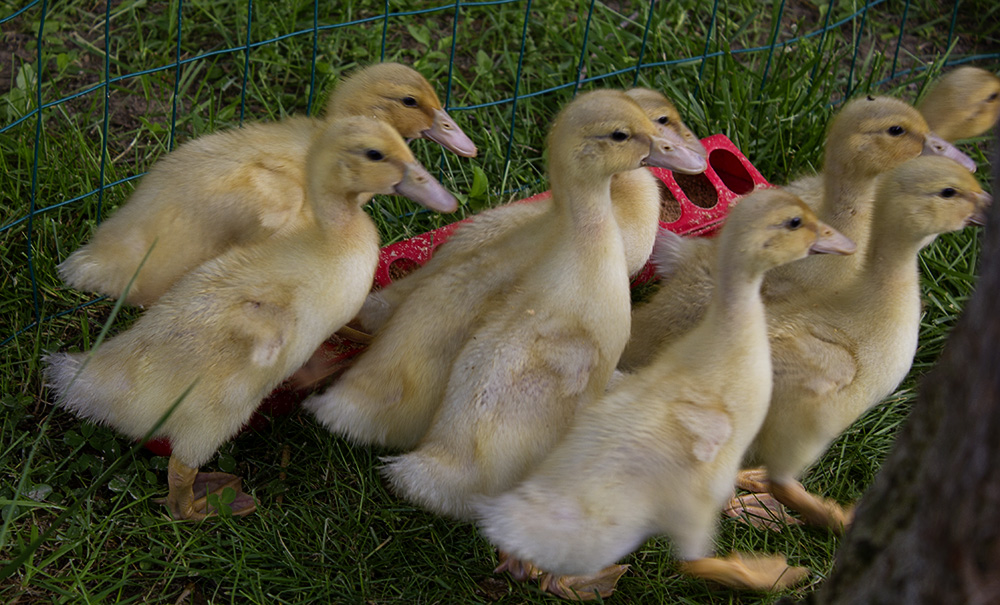 Rurification | Robin Edmundson: Ducklings