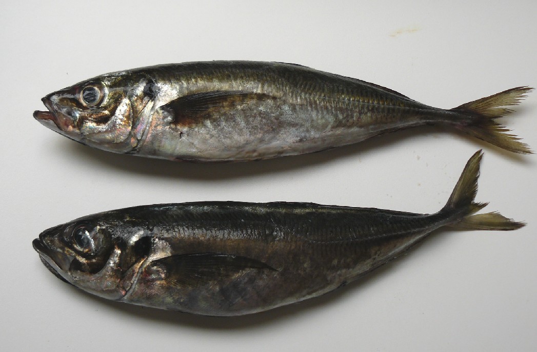 Outras Comidas: Chicharro no forno, escalado