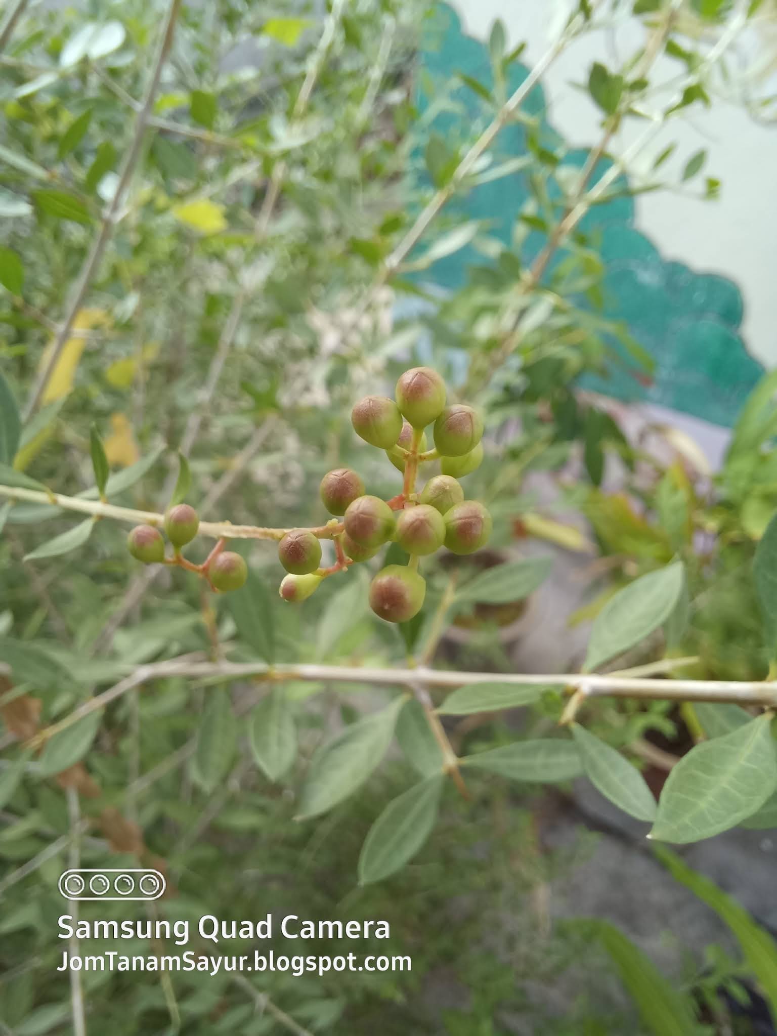 Jom Tanam Sayur ( JTS ) : Bunga Pokok Inai | Henna Flower | Lawsonia ...