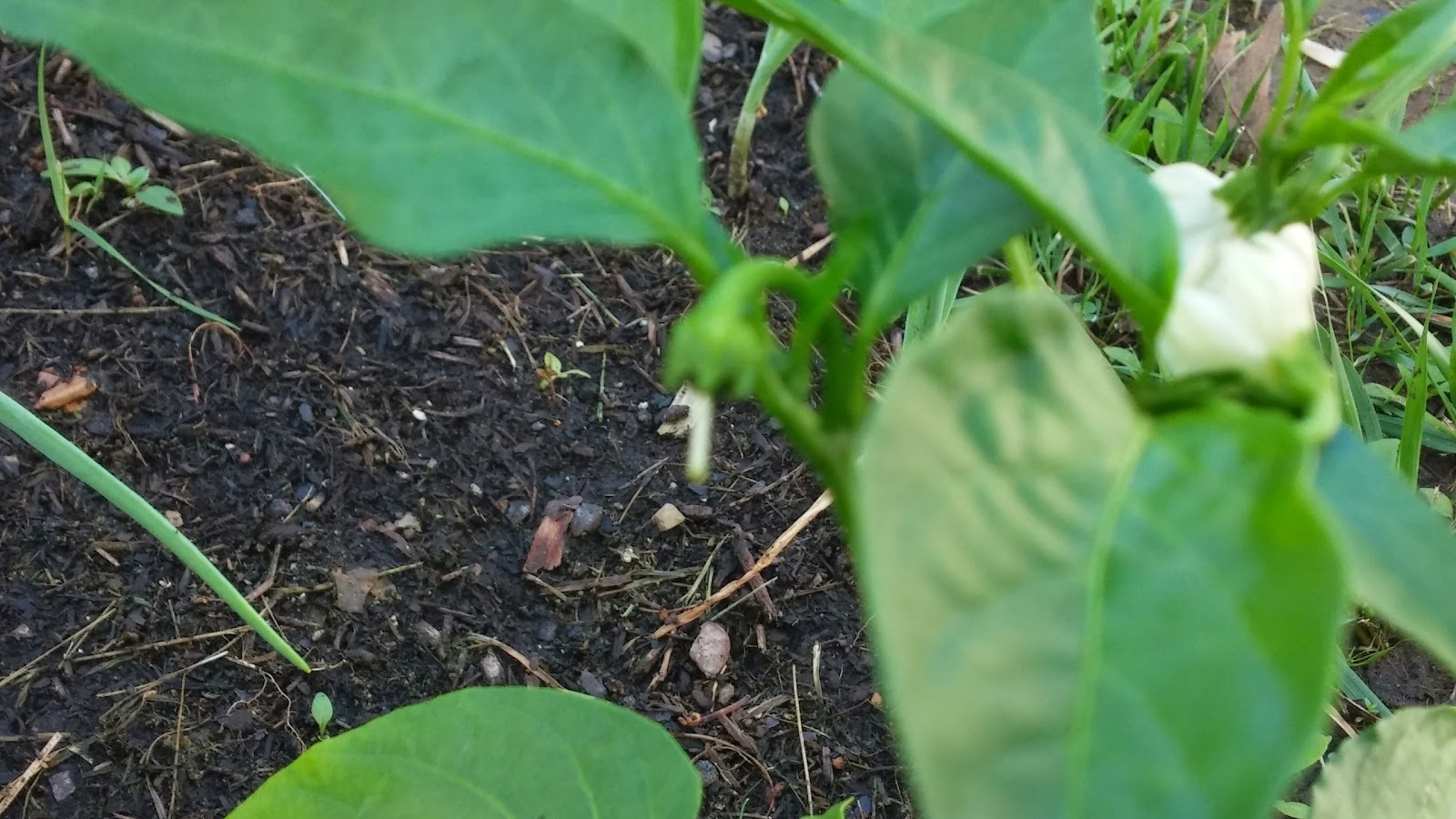 Goin' Through a Phase....A Peppery One - Farming Your Yard