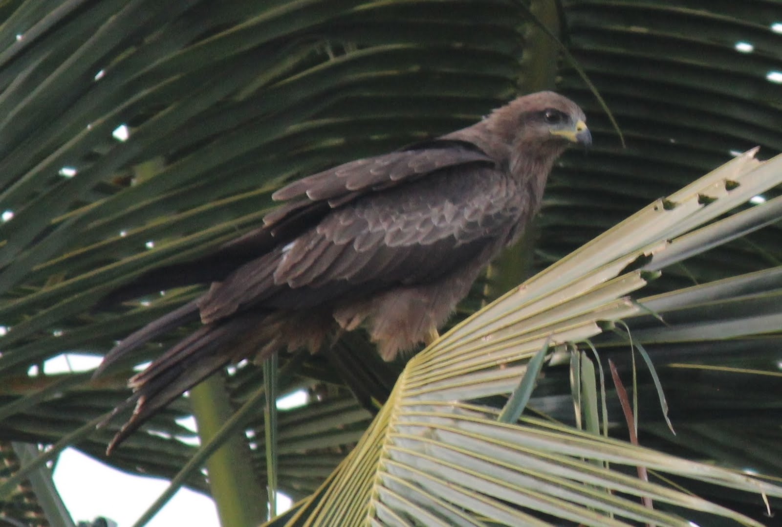 Mangaluru Through My Lens