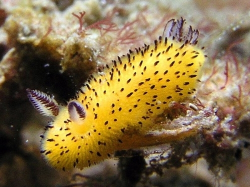 mondo dei rettili: Jorunna parva, il coniglio di mare!