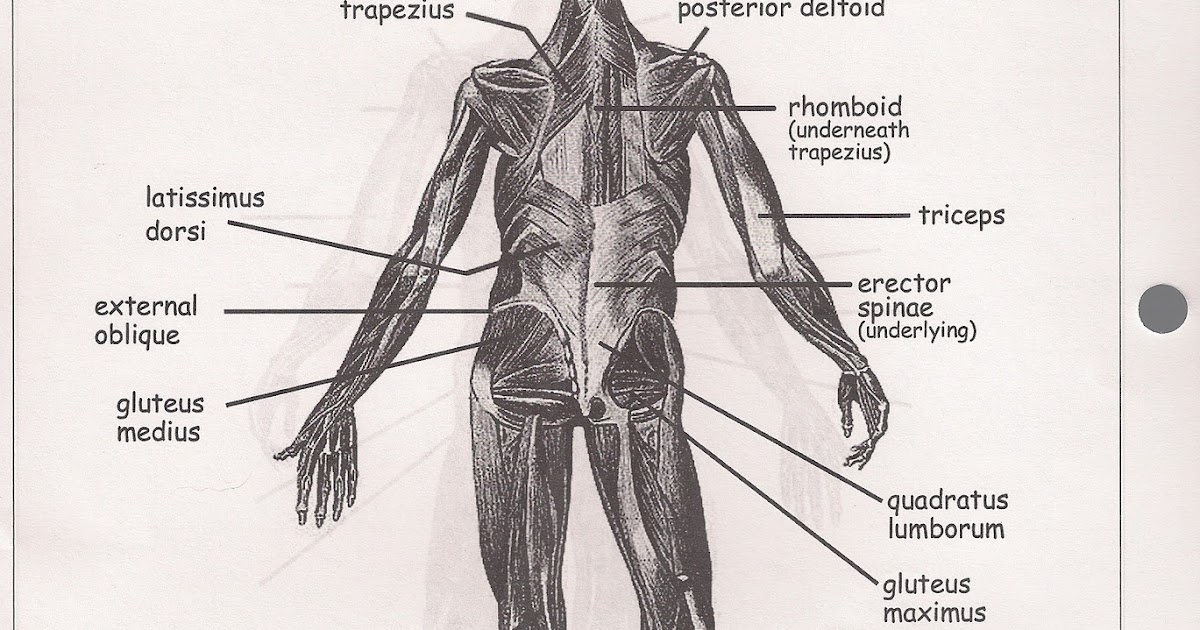 JH Bruns Phys Ed: Posterior View (Skeletal Muscle)
