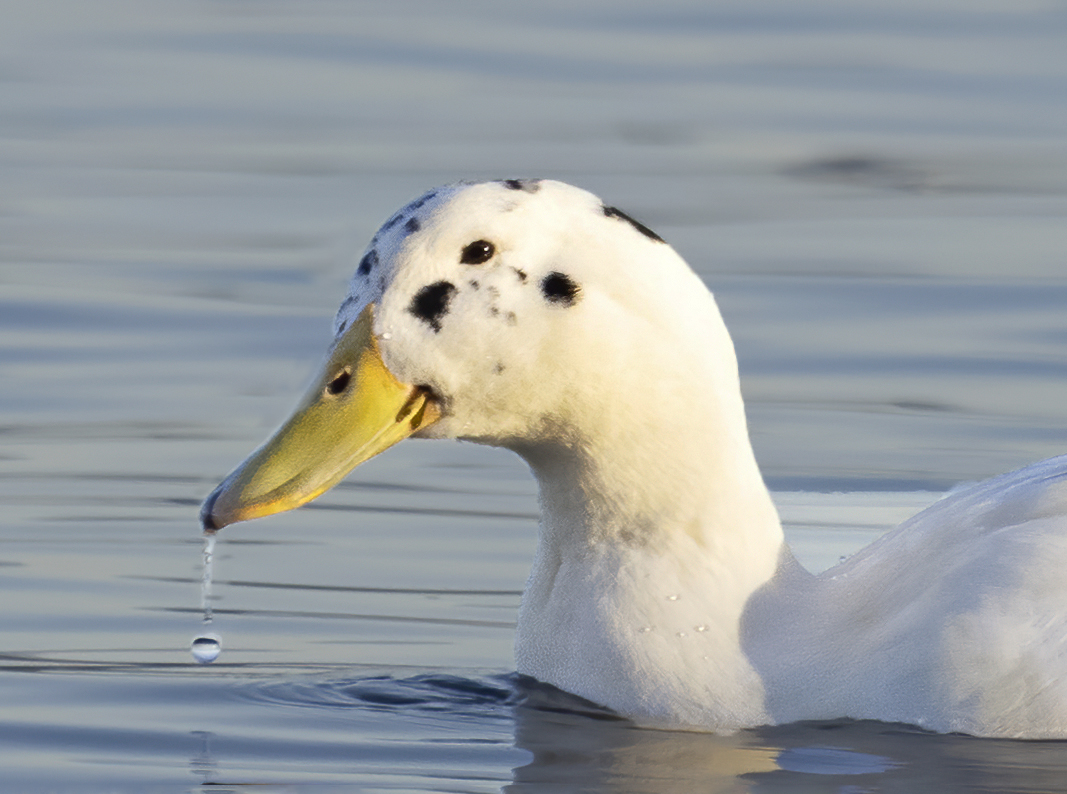 Shoreline Area News: Gloria's Birds: Drippy duck duck goose