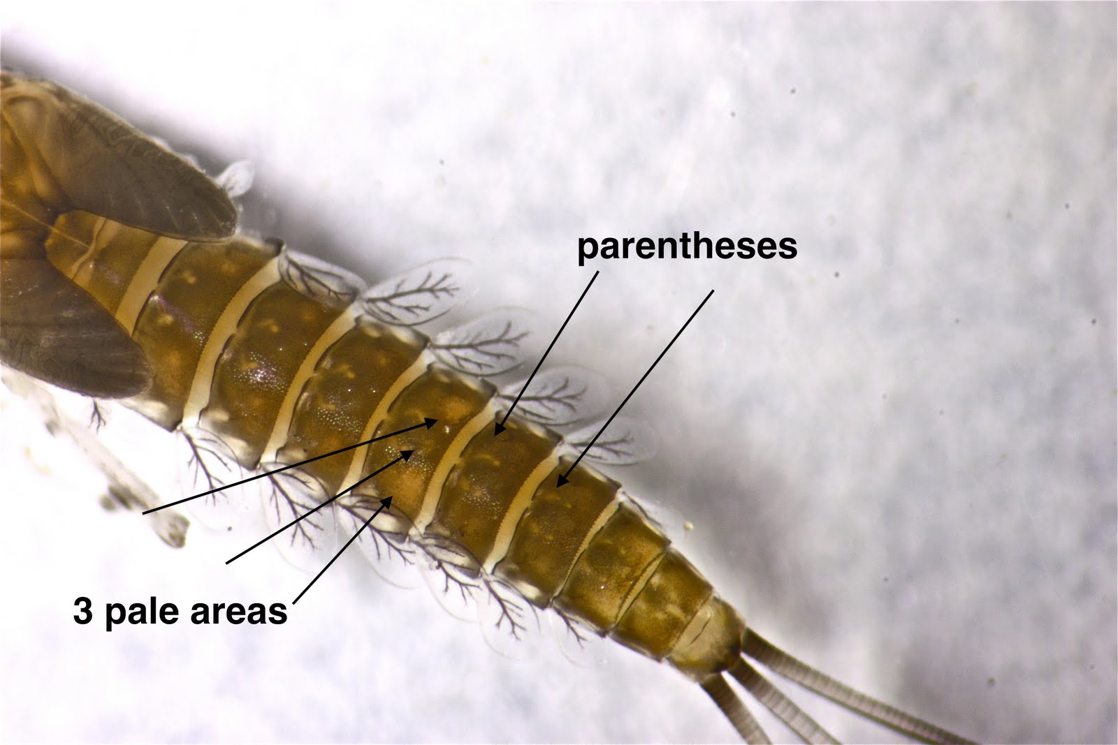 Aquatic Insects of Central Virginia: Rich in Small Minnow Mayflies: A ...