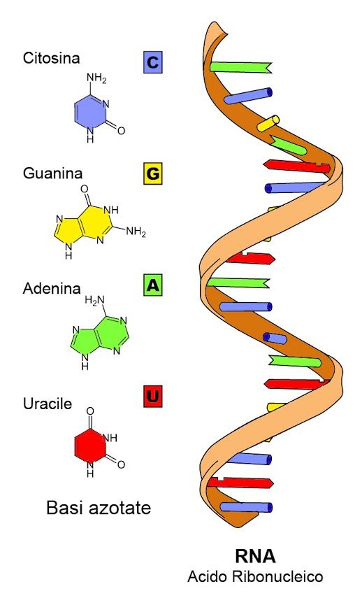 Biología UTP: BIOLOGÍA MOLECULAR
