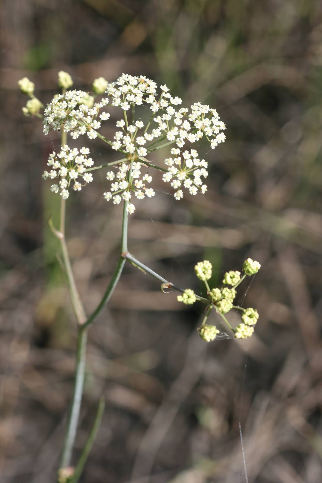 Native Florida Wildflowers: Water Dropwort - Tiedemannia filiformis