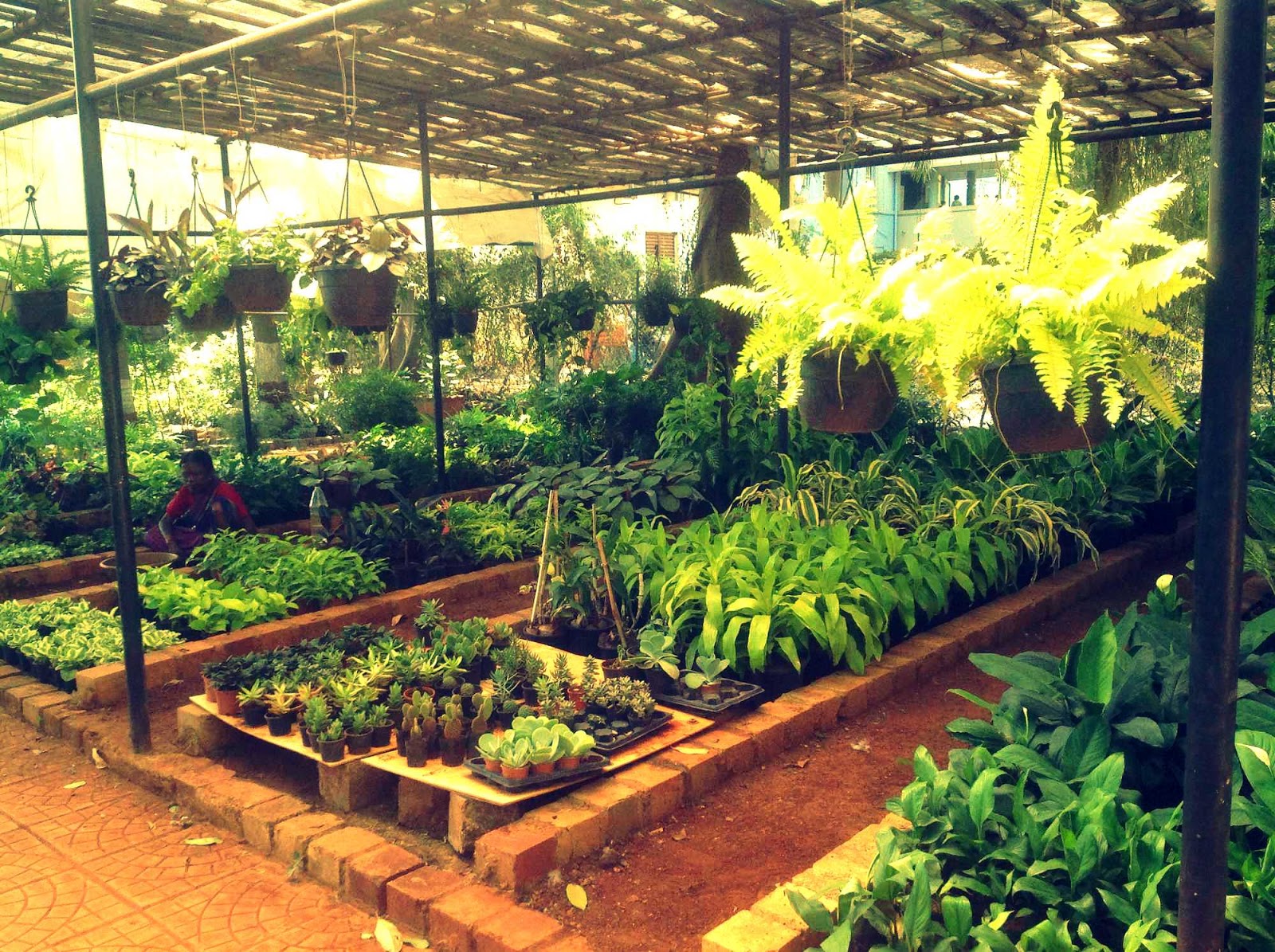 MINI NURSERY ( रोपवाटीका व्यवस्थापन )