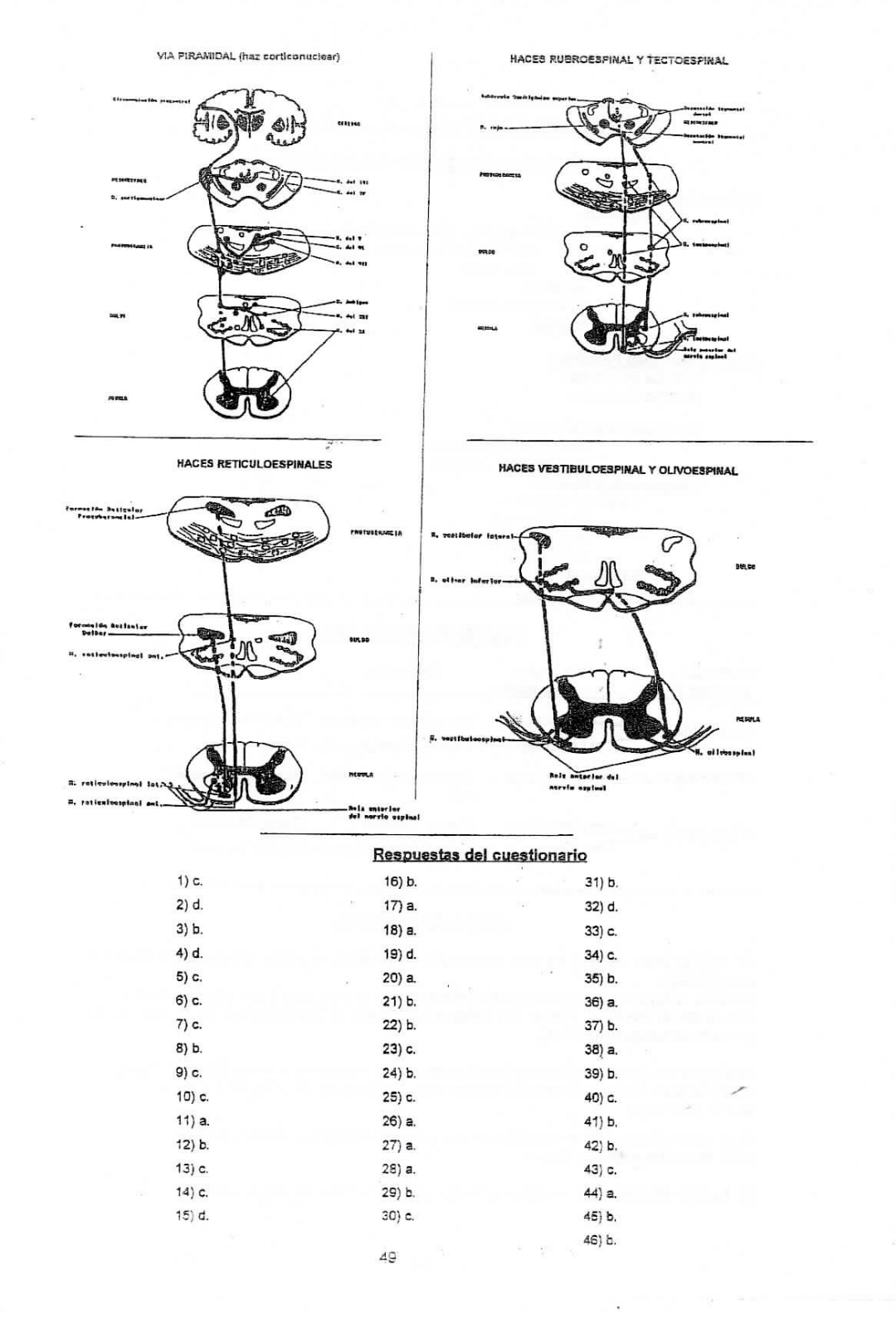 Estudiante de medicina : Apunte de neuroanatomia de Forlizzi Pro