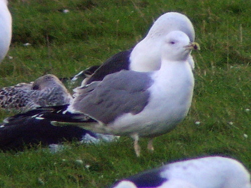 Birding North Unst: 25th November 2012 Cuckmere W5 Showers