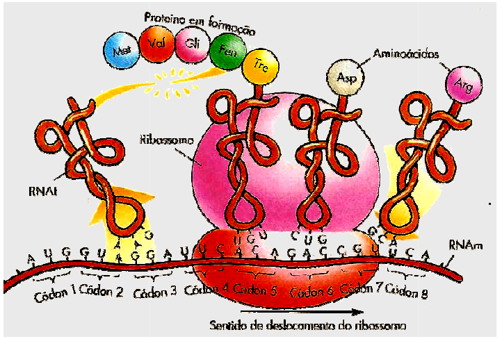 Professor Diogo Gomes: Citoplasma Organelas