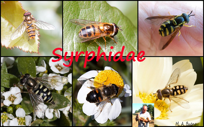 HUESCA Y LA SIERRA DE GUARA: SÍRFIDOS - Syrphidae Pierre André ...
