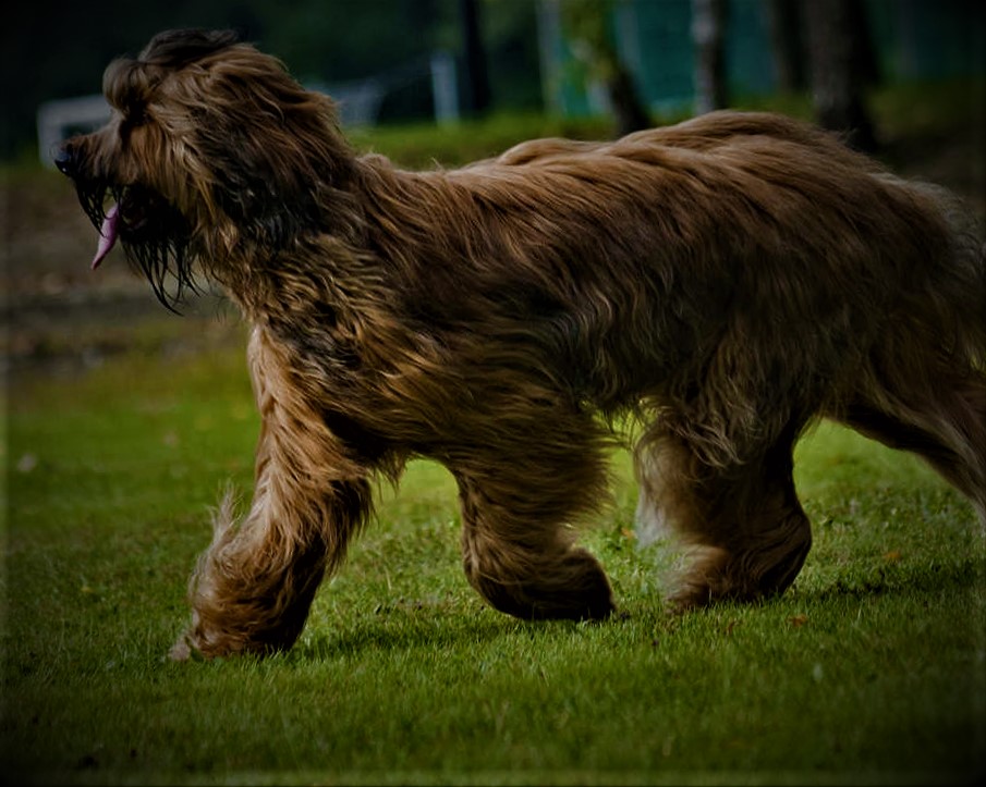 Briard dog French Shepherd history, breed information, price ...