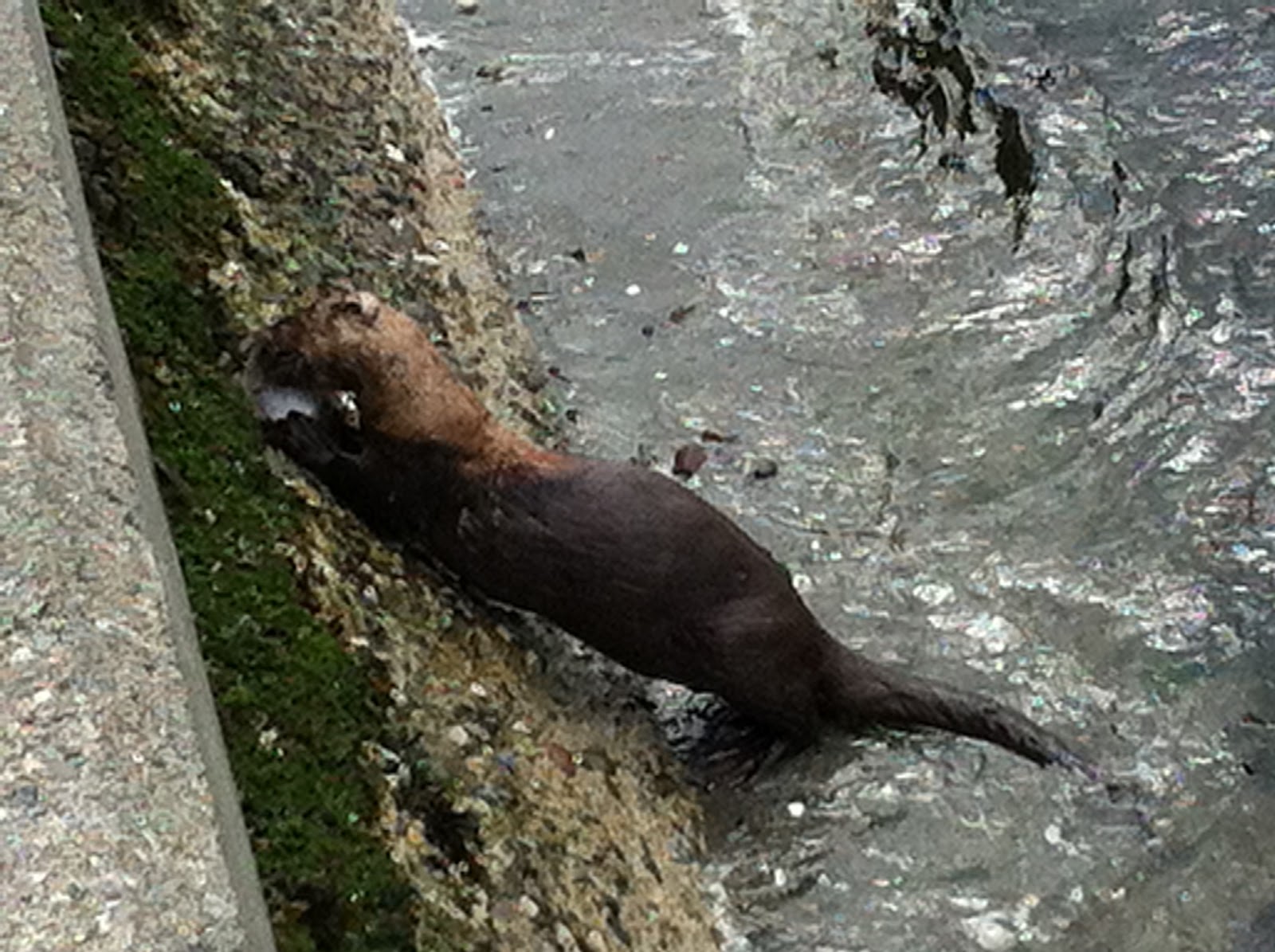 Life and times of Craig on Planet Earth: Sea Otter at Alki June 5, 2012 ...