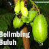 Kisah Asal Usul Belimbing Buluh - Relaks Minda
