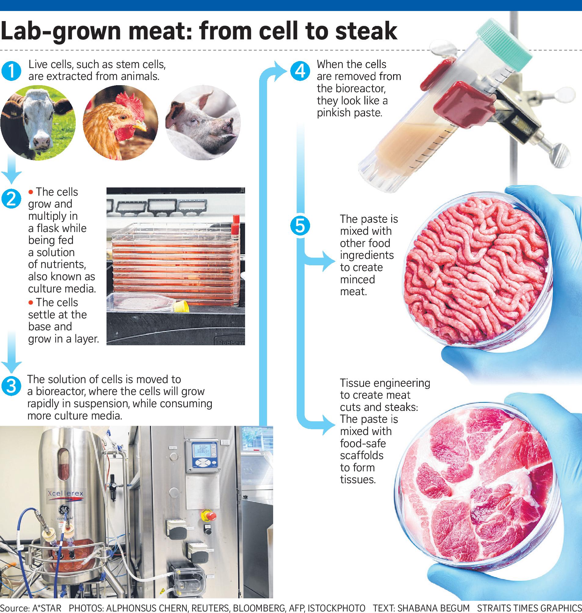 Under The Angsana Tree: Cell-cultured or lab-grown meat