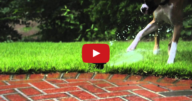 Baxter the Boxer Battles an Evil Sprinkler