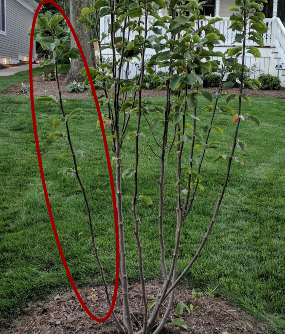 Wiring Up the Multi-Trunk Saucer Magnolia